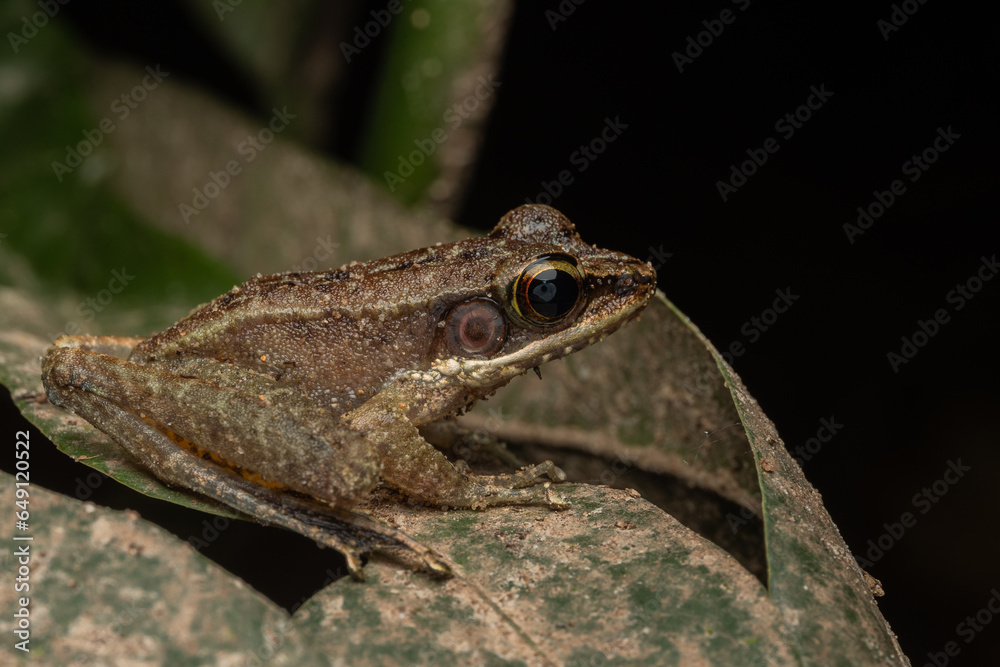 Nature wildlife image of Torrent Frog (Meristogenys phaeomerus) on deep ...