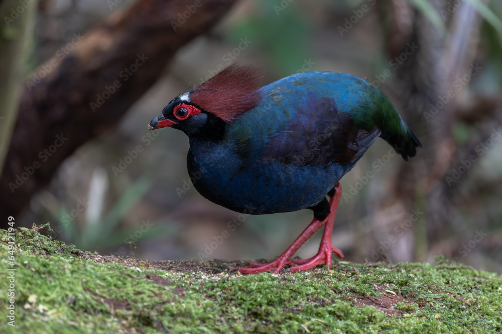 Nature wildlife portrait image of crested partridge (Rollulus rouloul ...