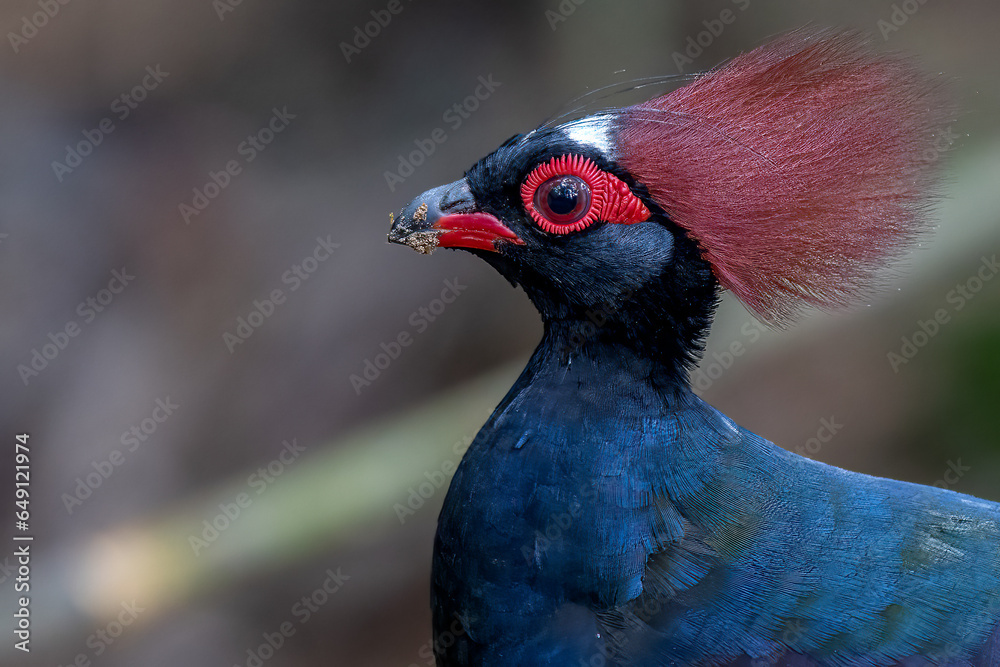 Nature wildlife portrait image of crested partridge (Rollulus rouloul ...