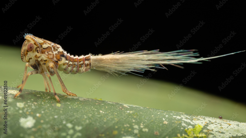 Nature Macro image of amazing beautiful planthopper nymp on green leaf ...