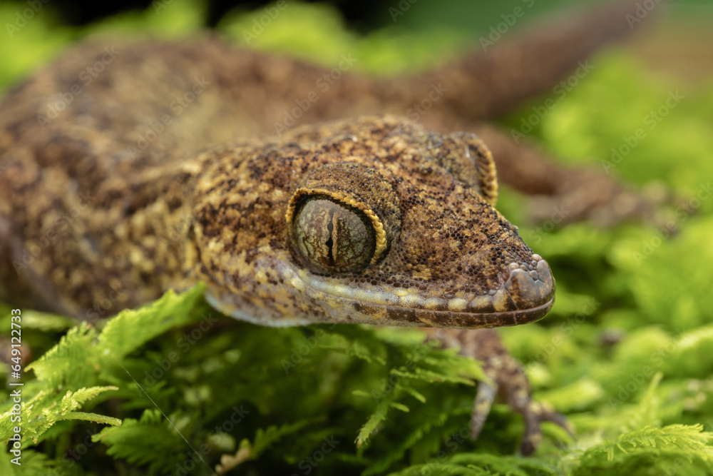 Nature wildlife of beautiful Bent-toed Gecko (Cyrtodactylus sp) Stock ...
