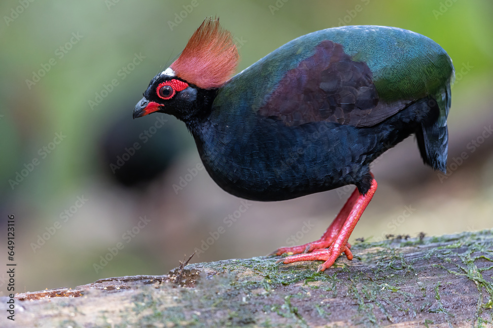 Nature wildlife portrait image of crested partridge (Rollulus rouloul ...