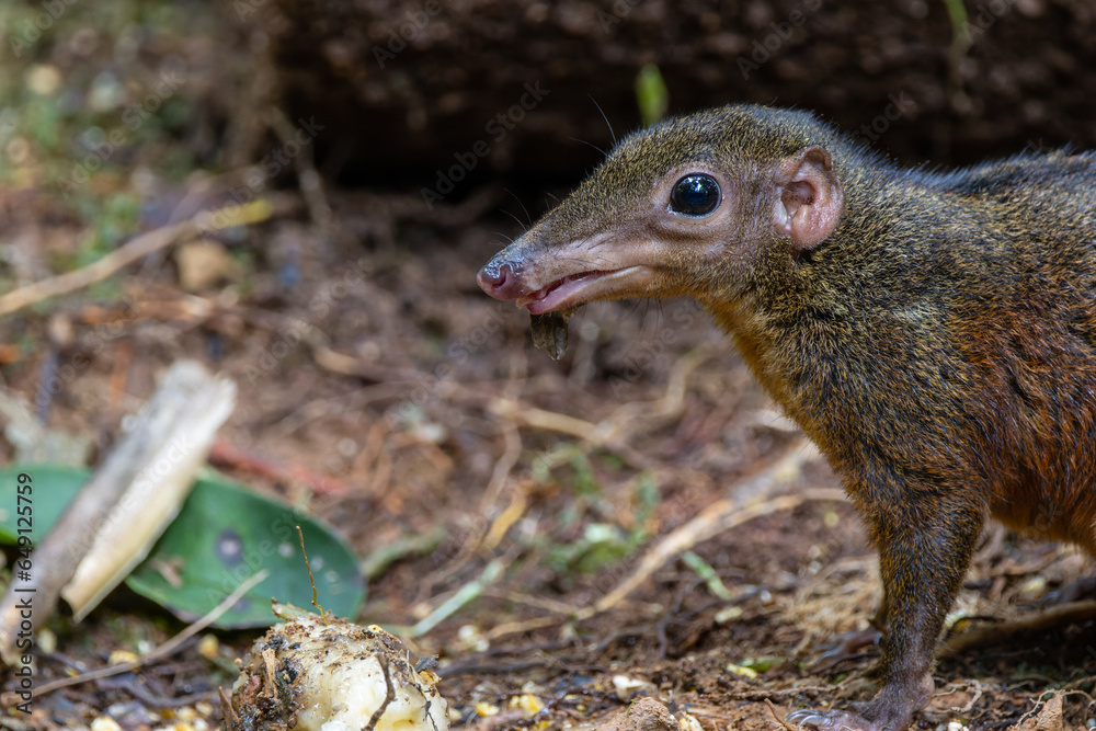Nature wildlife image of Common treeshrew Long and slender animals with ...