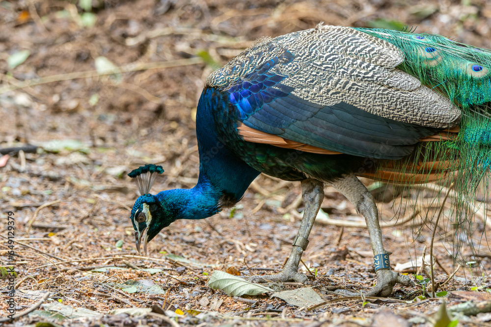 Behold the breathtaking beauty of a majestic peacock, adorned in ...