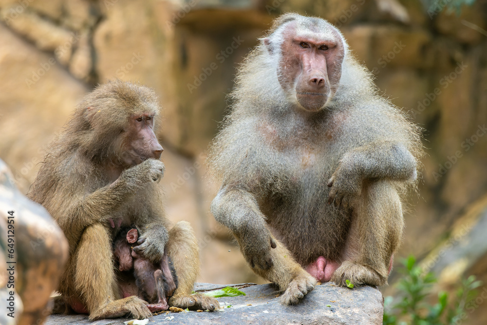 Hamadryas Baboon, a magnificent creature exuding strength and wisdom ...