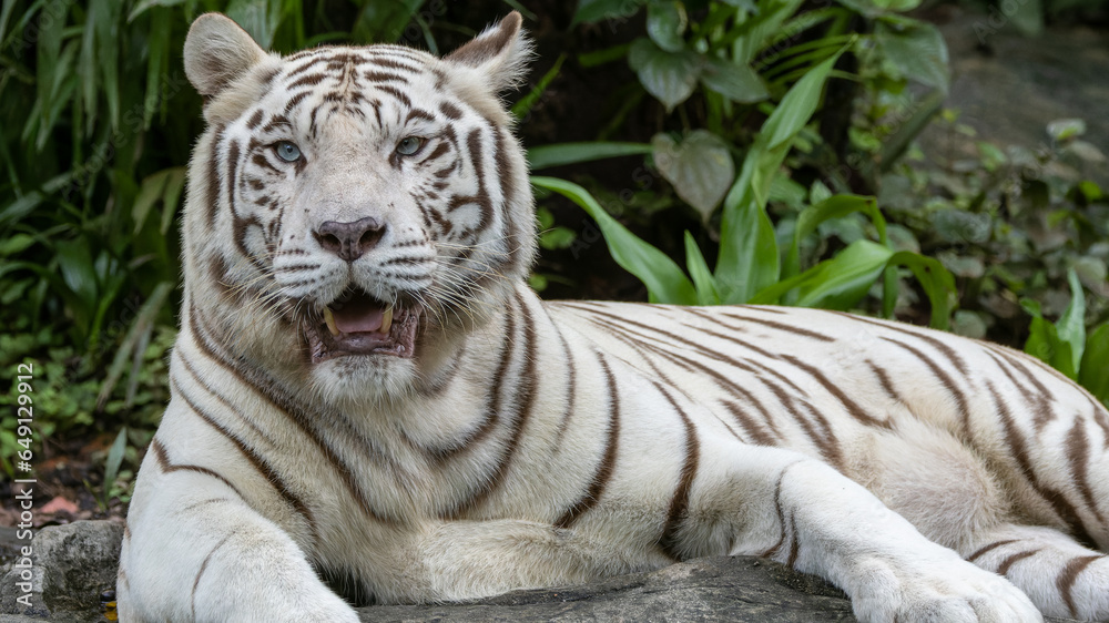 mesmerizing beauty of an Albino Tiger, a truly extraordinary and rare ...
