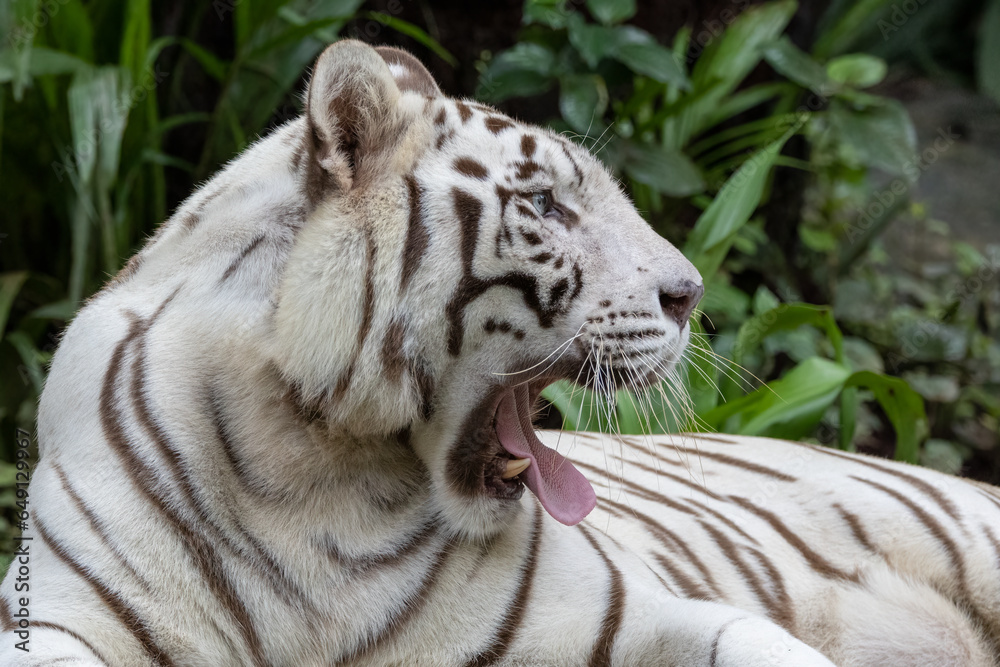mesmerizing beauty of an Albino Tiger, a truly extraordinary and rare sight in the wild. Stock ...