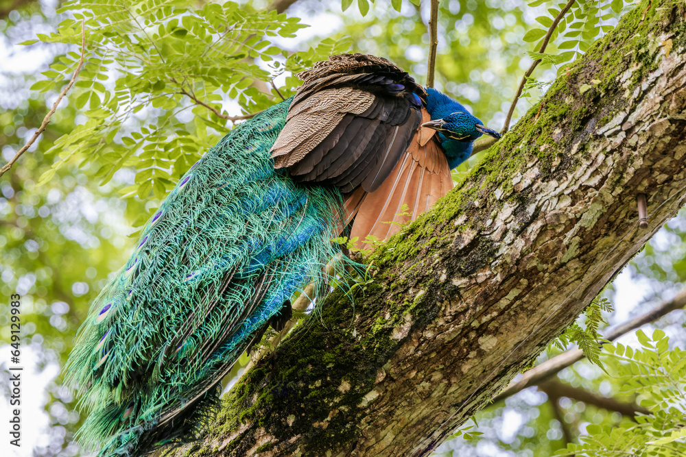 Behold the breathtaking beauty of a majestic peacock, adorned in ...