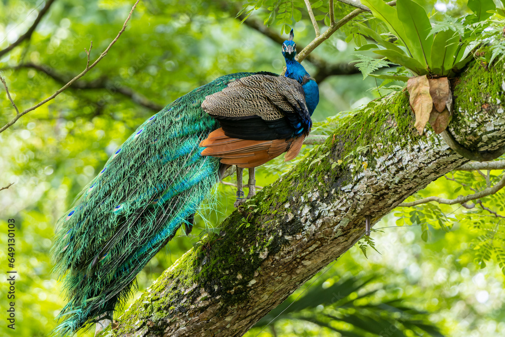 Behold the breathtaking beauty of a majestic peacock, adorned in ...