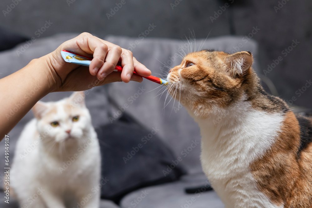 Calico Cats are eating snacks from plastic bags. Kittens are eating ...