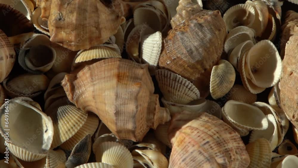 Sea shells on the beach. Summer background. Rapan conch shell top view ...