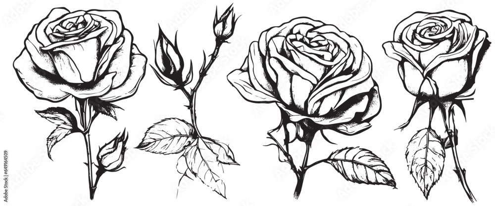 Hand drawn rose vector. Beautiful flower on a transparent background ...