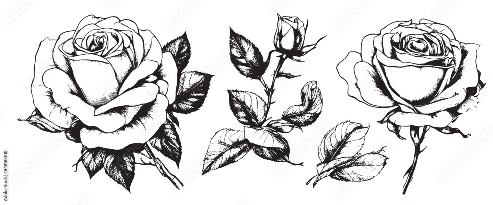 Hand drawn rose vector. Beautiful flower on a transparent background ...