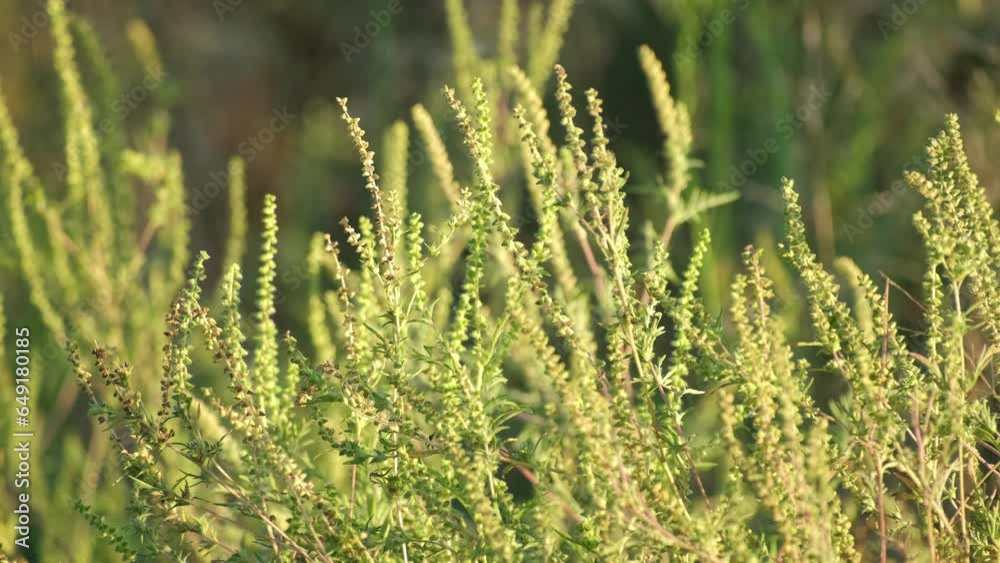 Ambrosia (common ragweed, annual ragweed). Ragweed flowering. Ambrosia ...