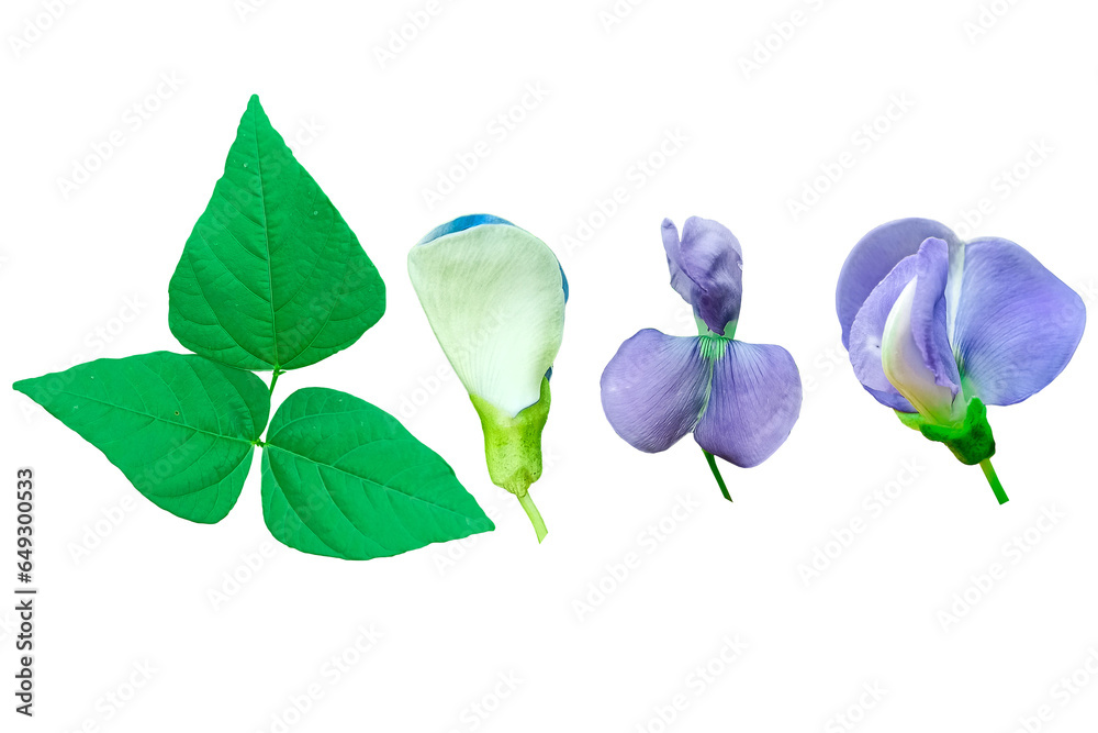 leaf Winged bean,Winged bean flowers,Psophocarpus tetragonolobus ...