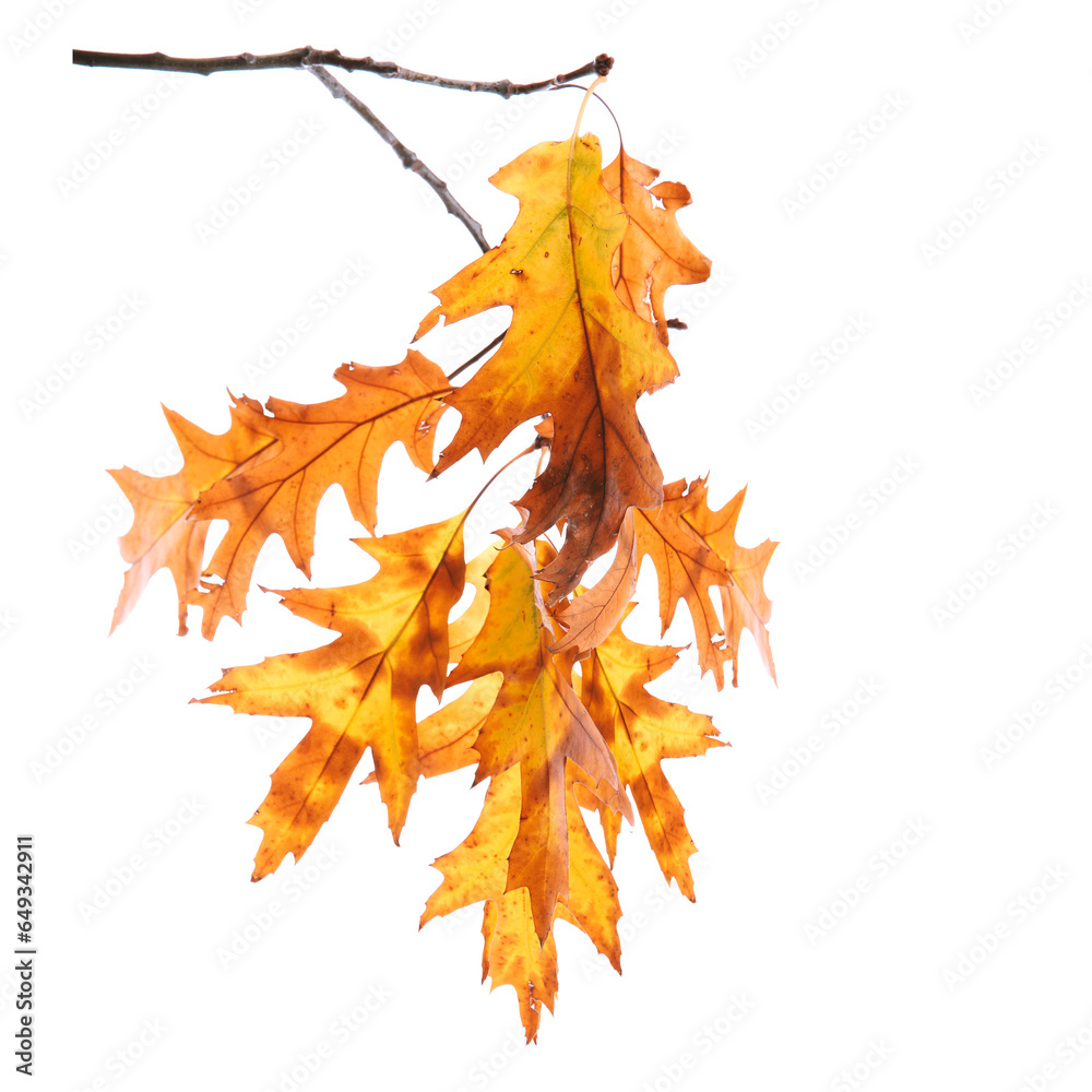Autumn tree branch on transparent backgrounds png, set autumn leaves ...