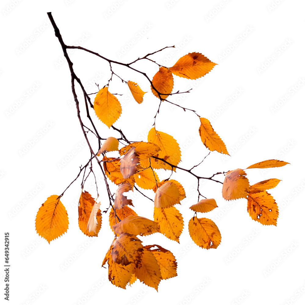 Autumn tree branch on transparent backgrounds png, set autumn leaves png, autumn colored with ...