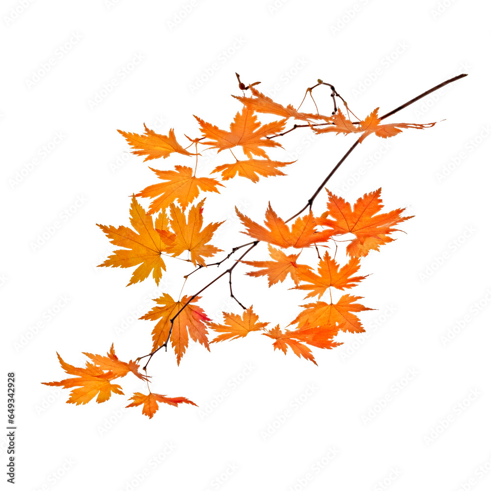 Autumn tree branch on transparent backgrounds png, set autumn leaves png, autumn colored with ...