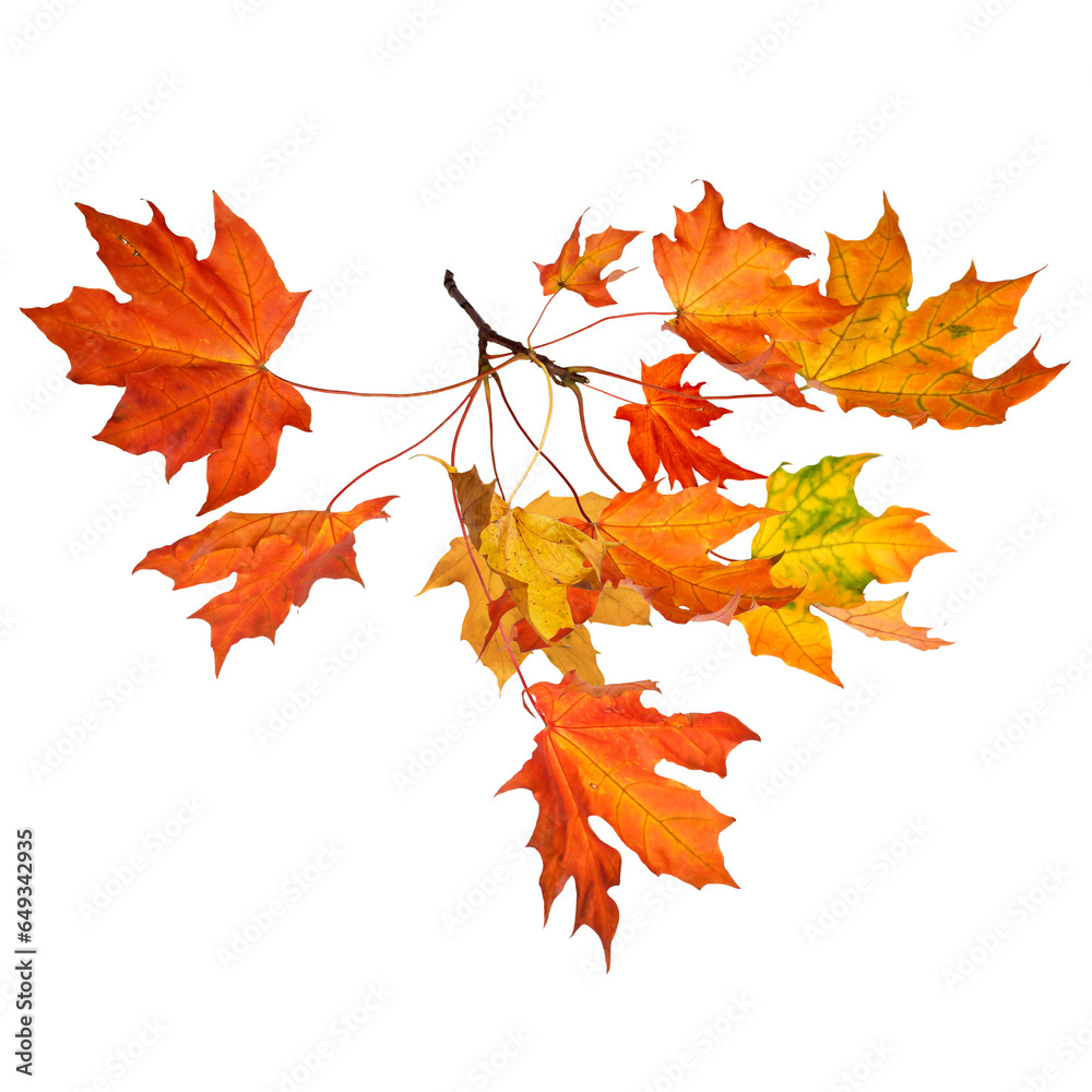 Autumn tree branch on transparent backgrounds png, set autumn leaves ...