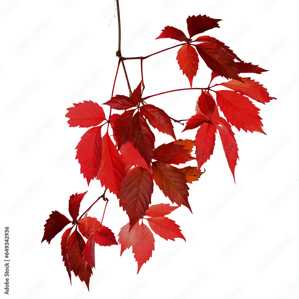 Autumn tree branch on transparent backgrounds png, set autumn leaves ...