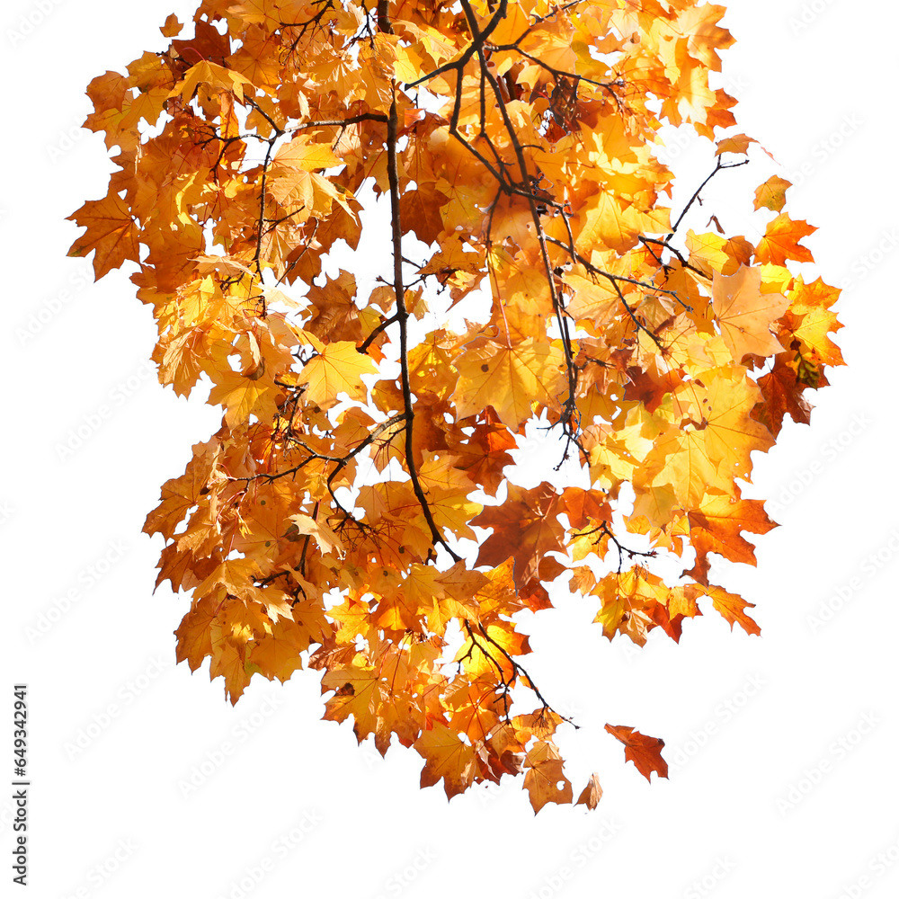 Autumn tree branch on transparent backgrounds png, set autumn leaves ...
