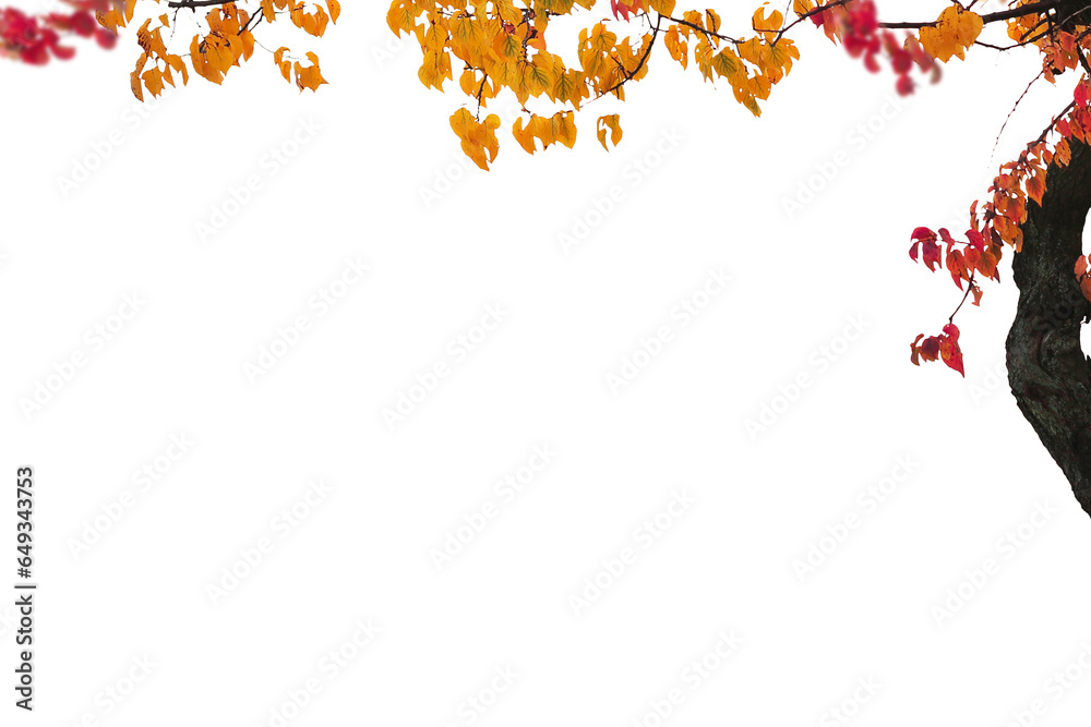 Autumn tree branch on transparent backgrounds png, set autumn leaves ...