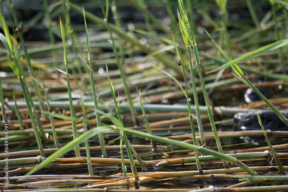Sporobolus Alterniflorus (Spartina alterniflora, the smooth cordgrass ...