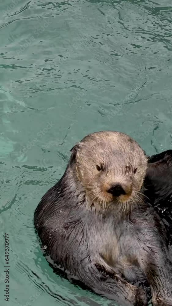 sea otter in the pool scratches its back with its hind leg the animal ...