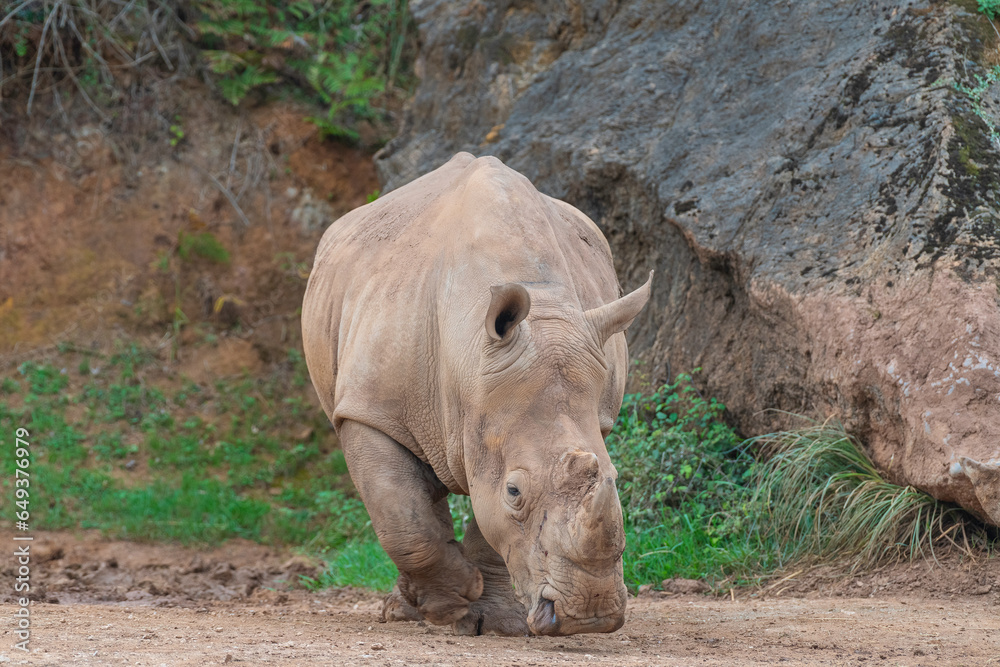 rinoceronte visto de frente con rocas detras Stock Photo | Adobe Stock