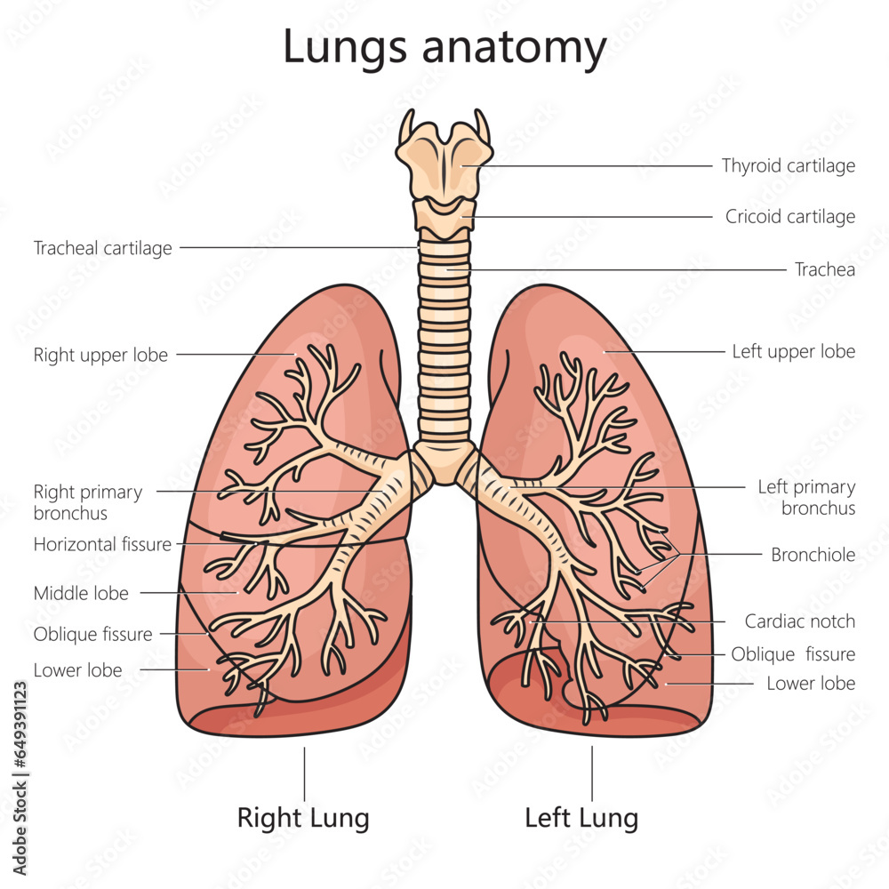 Lung anatomy structure scheme diagram schematic vector illustration ...