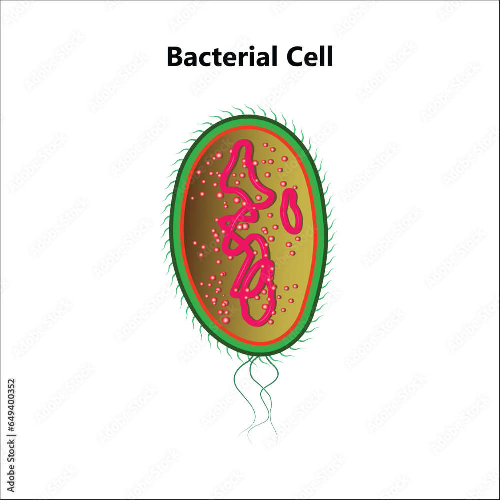 Bacterial cell anatomy labeling structures on a bacillus cell with ...