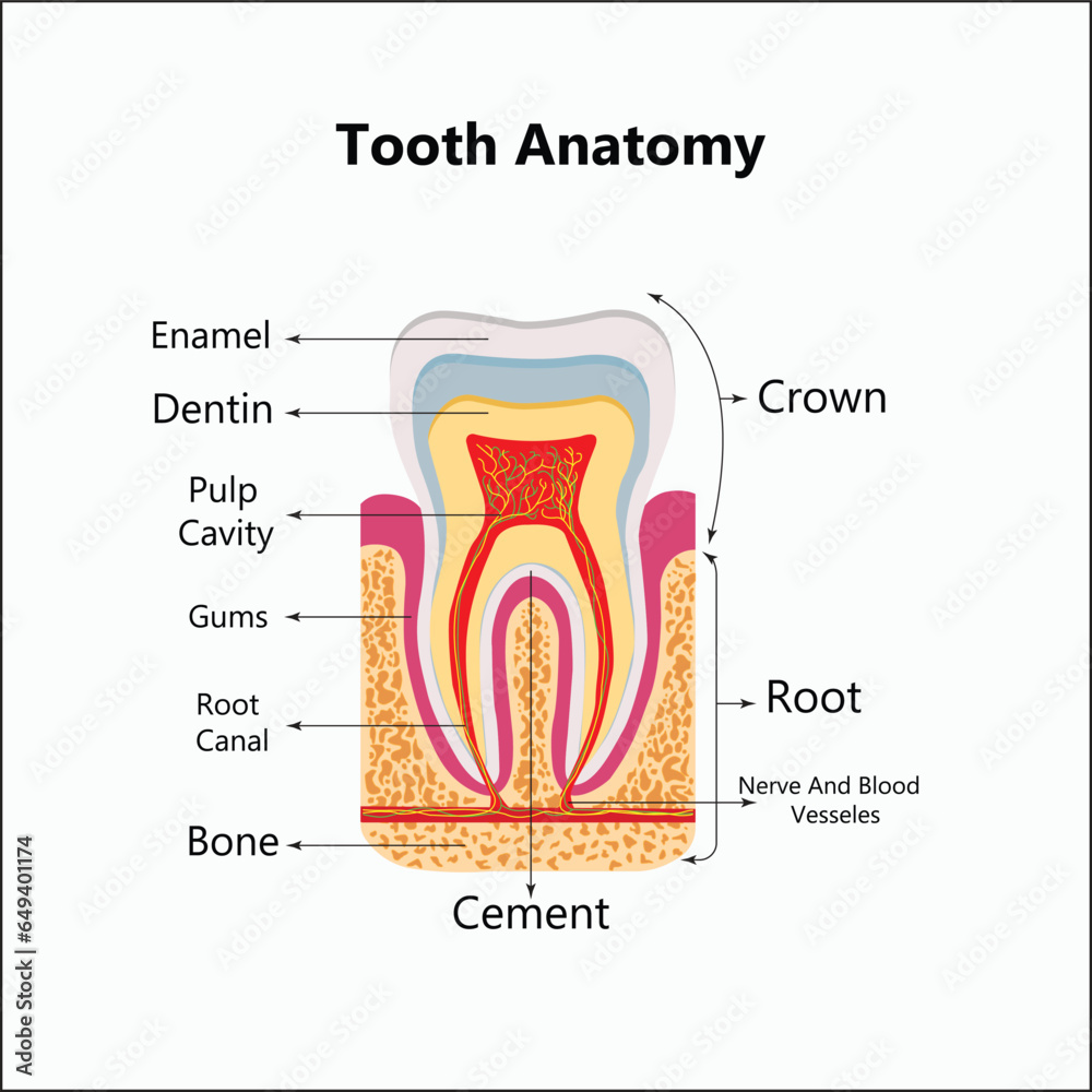 Human teeth realistic infographics with flat images of tooth profile ...