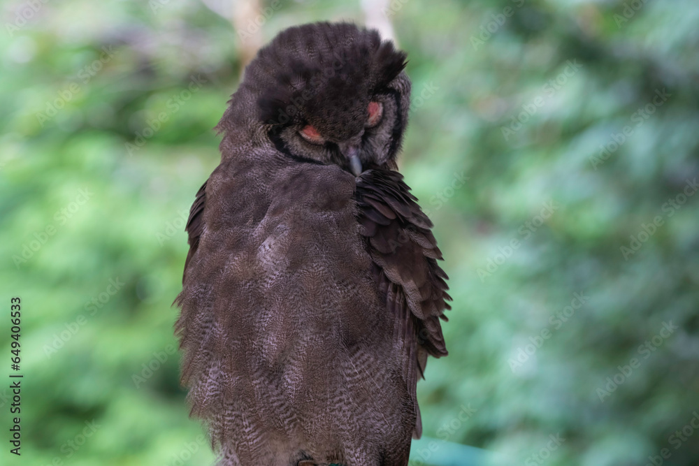 buho gris con el fondo desenfocado Stock Photo | Adobe Stock