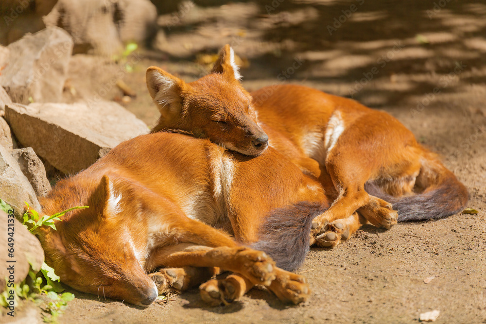 Two sleeping dholes lie near stones in nature on a sunny day. Life of ...