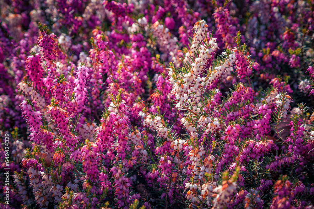 Erica arborea, Heather, Calluna vulgaris, grows in botanical garden of ...