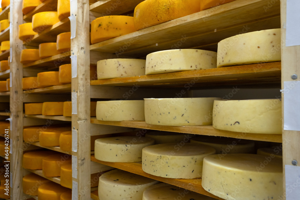Round cheese heads in the cheese factory lie on the shelves of the ...