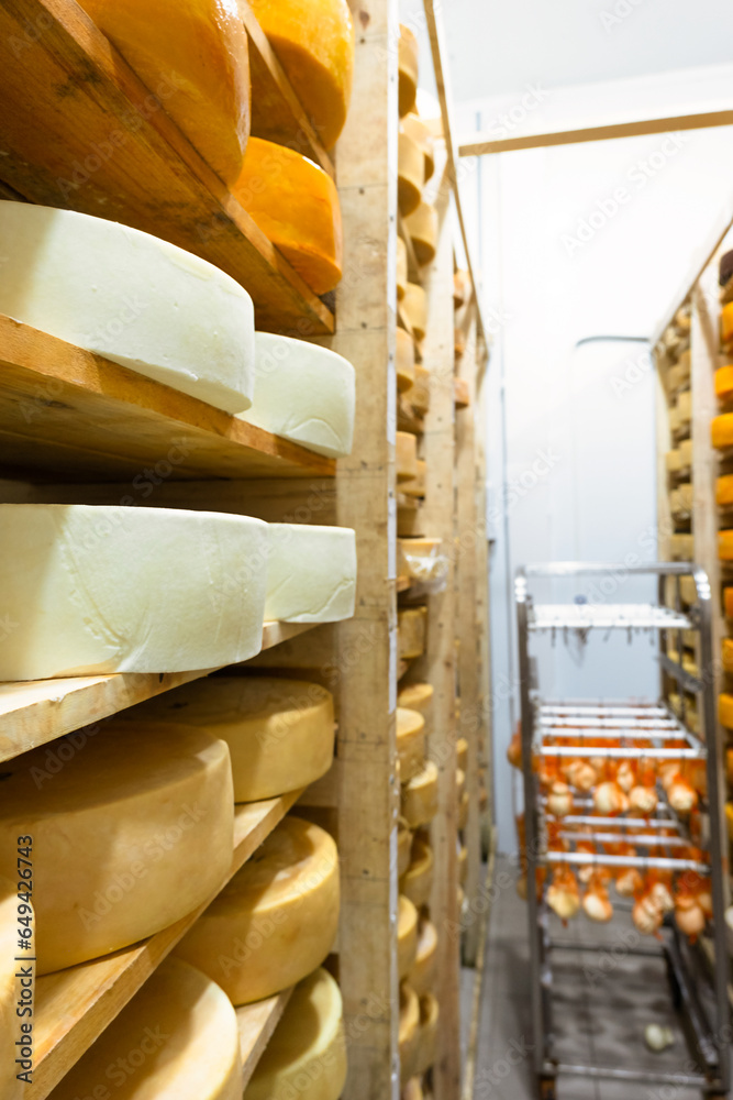Round cheese heads in the cheese factory lie on the shelves of the ...