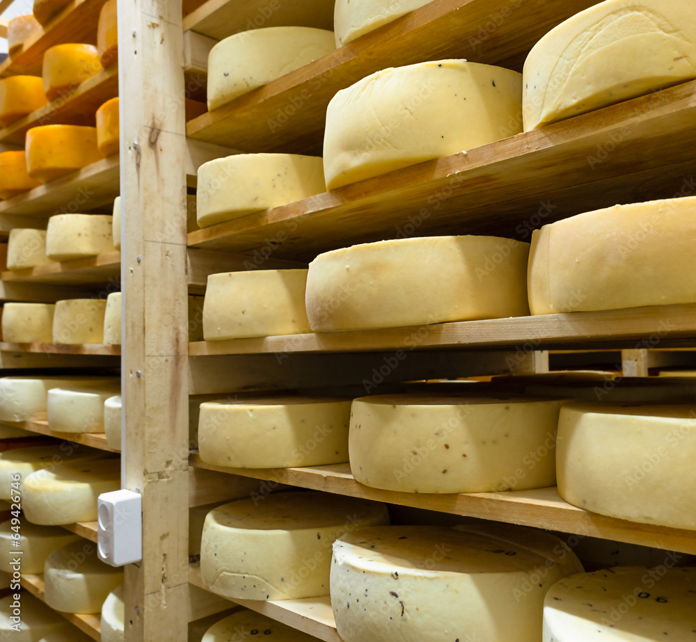 Round cheese heads in the cheese factory lie on the shelves of the ...