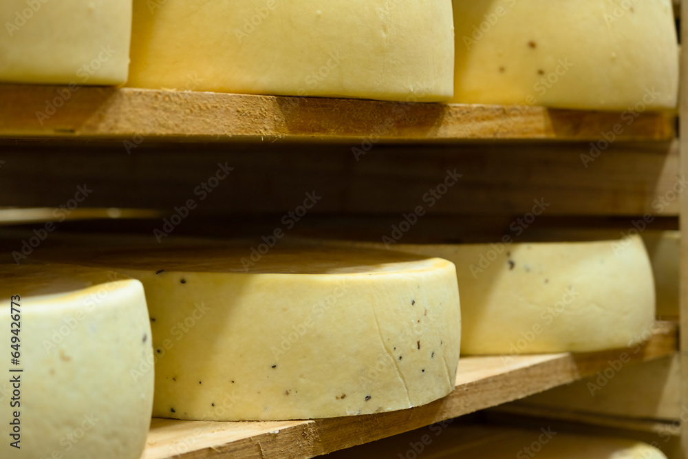 Round cheese heads in the cheese factory lie on the shelves of the ...