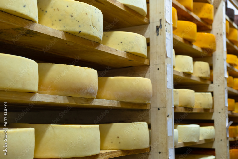 Round cheese heads in the cheese factory lie on the shelves of the ...