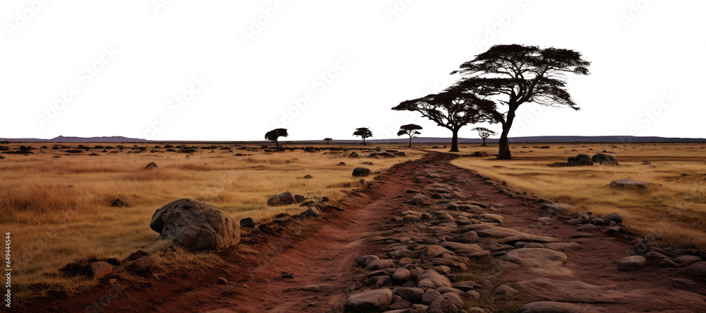 tree in the Savannah. isolated transparent PNG file. Africa, Uganda ...