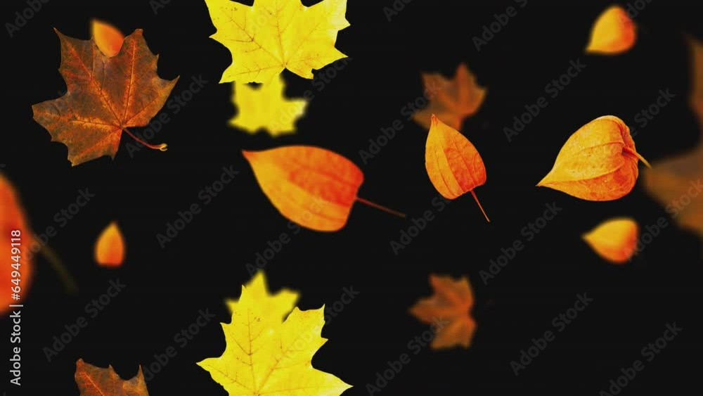 LOOP falling Yellow Autumn Leaves. ALPHA channel. can be used:visual ...