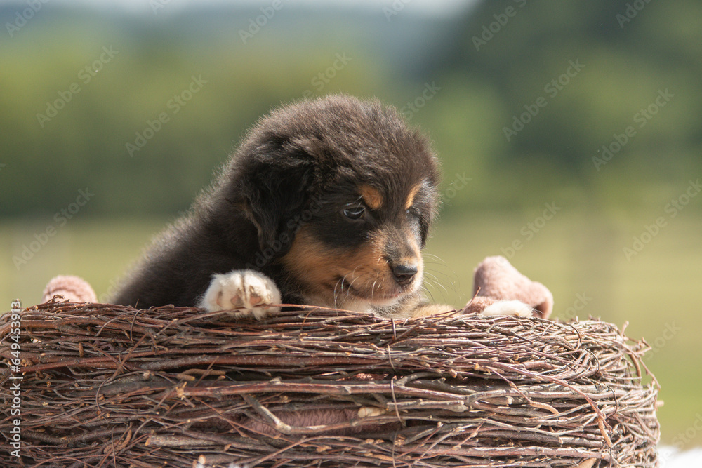 Shooting d'un magnifique chiot de race berger australien dans un ...