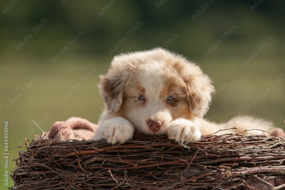 Shooting d'un magnifique chiot de race berger australien dans un ...