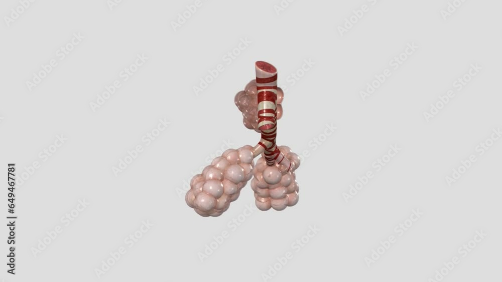 Alveolar Ducts and Saccules 3d medical vídeo do Stock | Adobe Stock