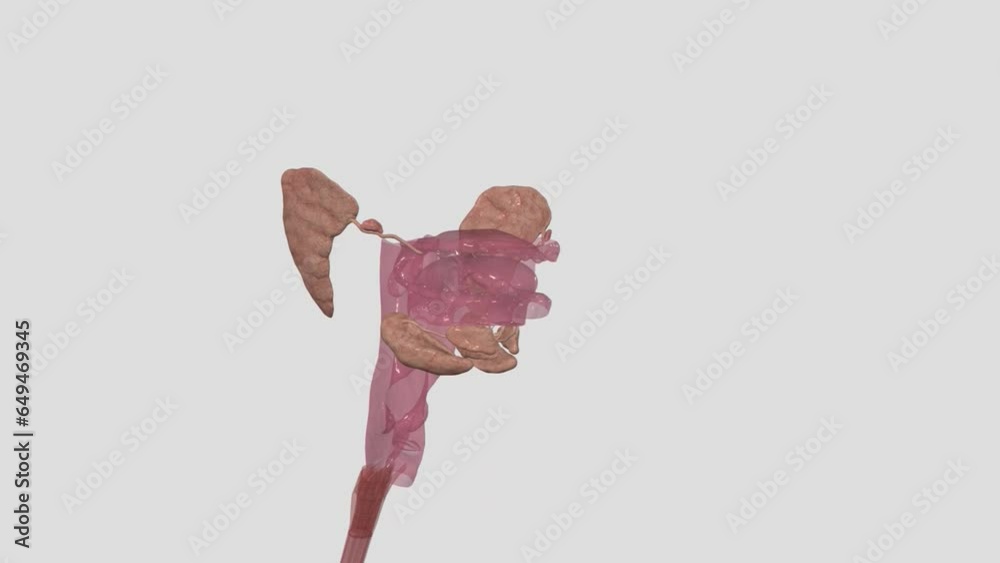 The major salivary glands are the submandibular gland sublingual gland ...