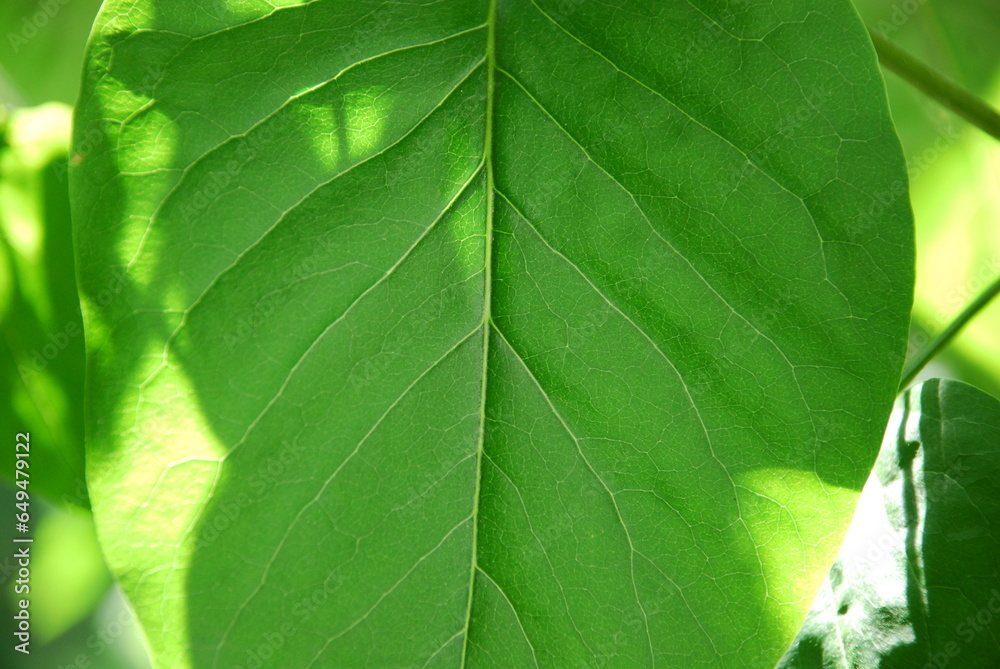Wide green leaf. A plant with large leaves grows in the garden. The ...