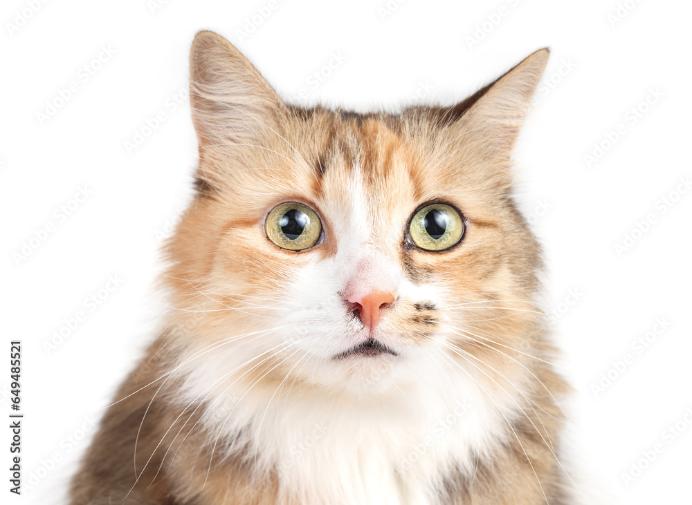 Cat with runny nose looking at camera. Isolated kitty with snotty nose ...