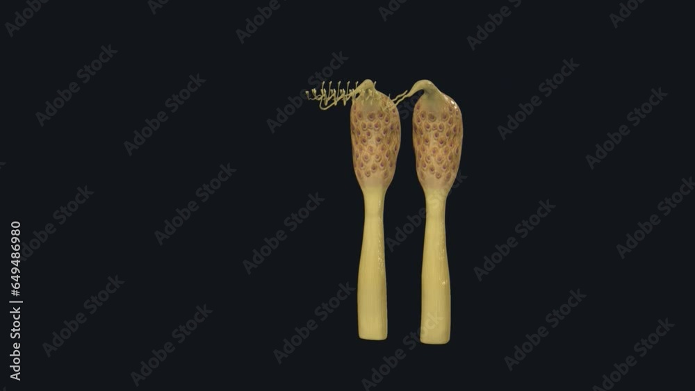 The spiral (cochlear) ganglion is a group of neuron cell bodies in the ...