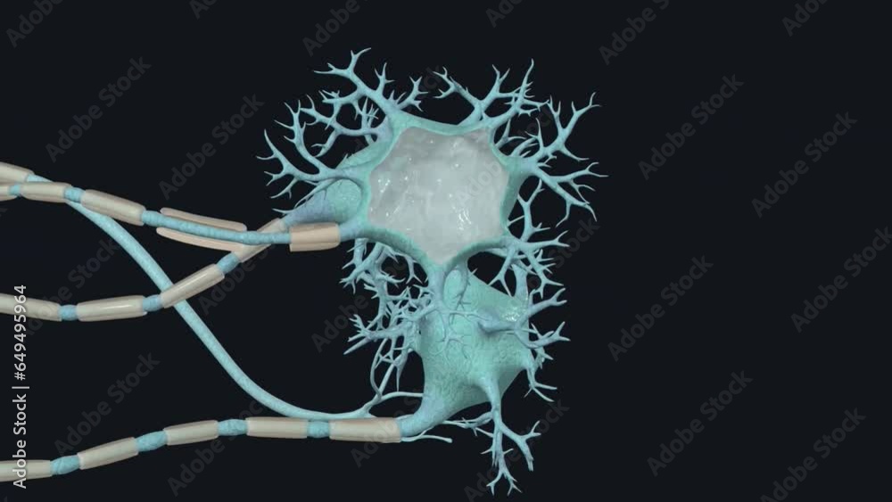 Vidéo Stock Each nerve cell consists of the cell body, which includes ...